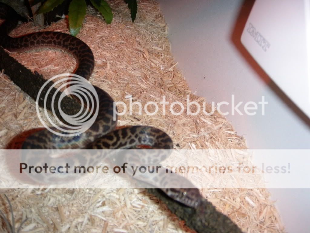 Spotted python, 2-3ft and 1 year and 7 months old with enclosure and ...