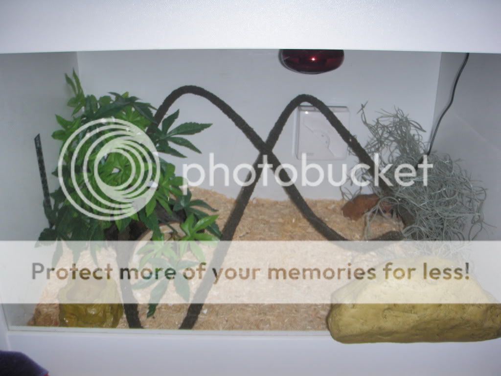 Spotted python, 2-3ft and 1 year and 7 months old with enclosure and ...