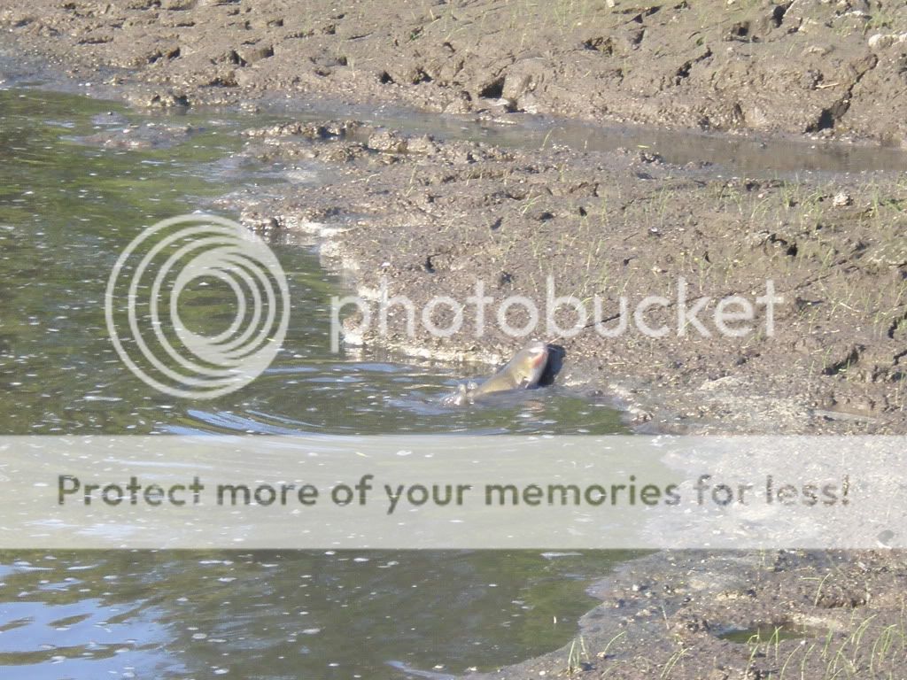 Fish kill, Rotenone Style (Pic Heavy) - Pond Boss Forum