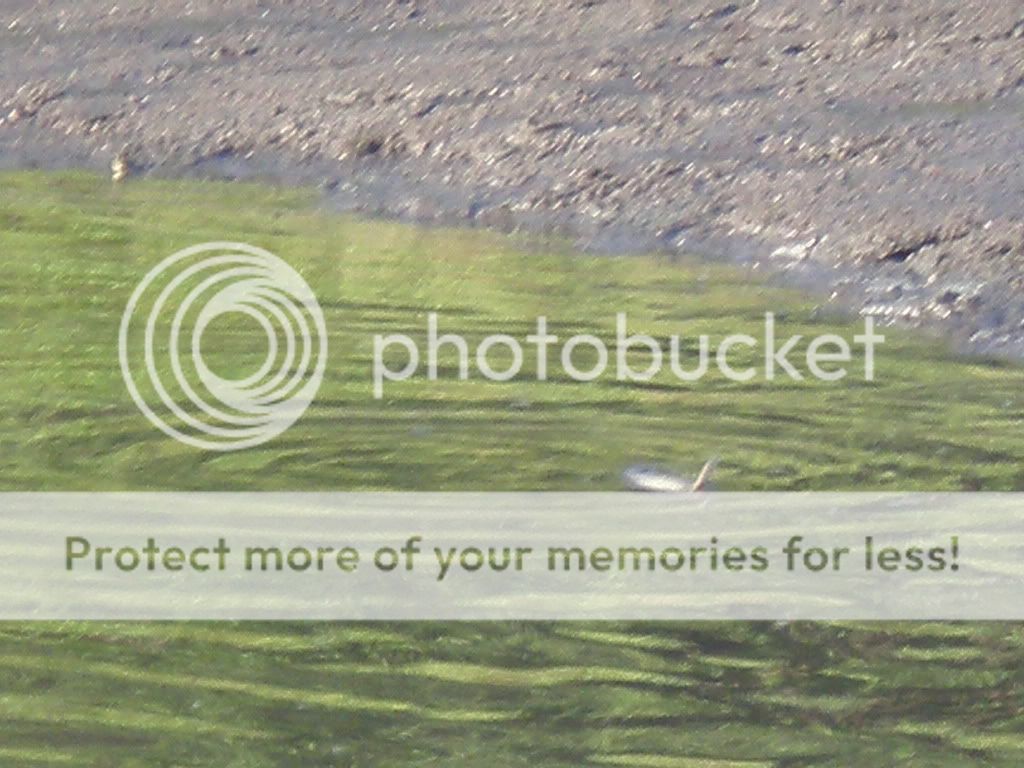 Fish kill, Rotenone Style (Pic Heavy) - Pond Boss Forum