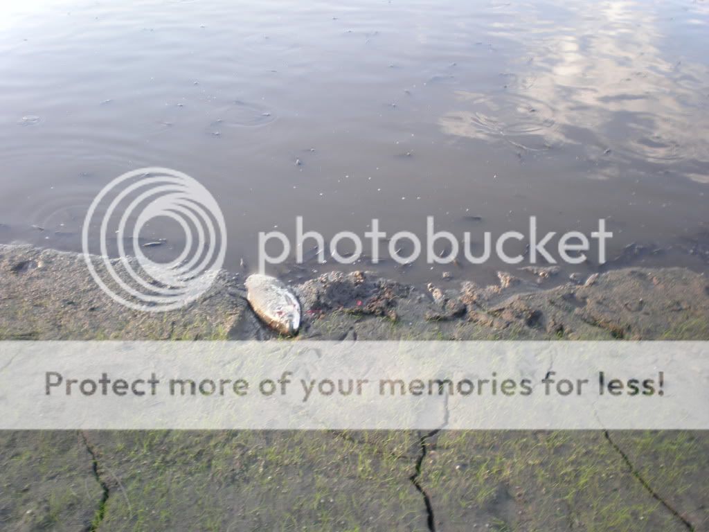 Fish kill, Rotenone Style (Pic Heavy) - Pond Boss Forum